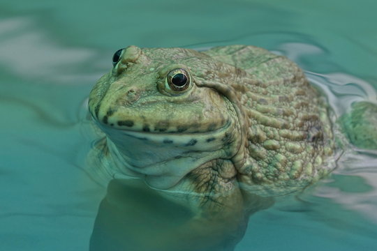 รูปภาพBullfrog – เลือกดูภาพถ่ายสต็อก เวกเตอร์ และวิดีโอ8,521 | Adobe Stock