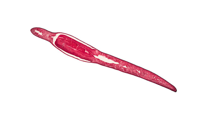 Planaria Cross Section
