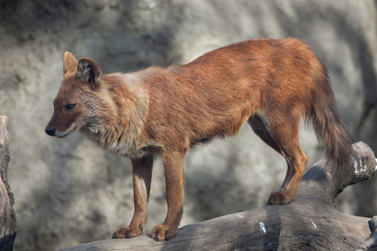 "Ussuri Dhole" Bilder – Durchsuchen 365 Archivfotos, Vektorgrafiken und ...