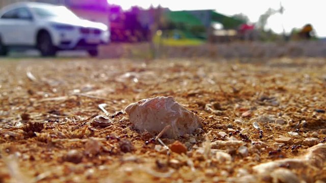 รูปภาพSuff – เลือกดูภาพถ่ายสต็อก เวกเตอร์ และวิดีโอ247 | Adobe Stock