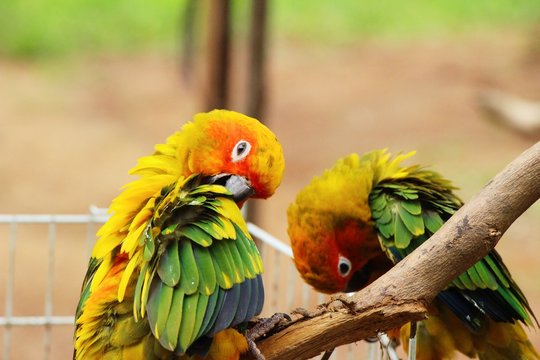 Macore Bilder – Durchsuchen 266 Archivfotos, Vektorgrafiken und Videos ...