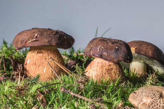 「Braunkappe」の写真素材 | 626件の無料イラスト画像 | Adobe Stock