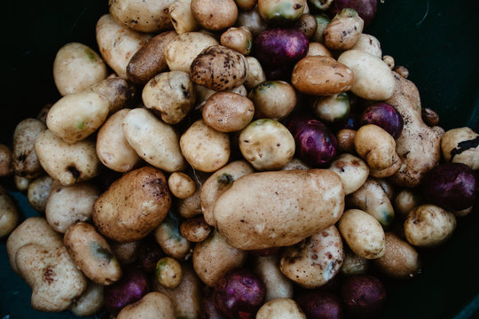 รูปภาพSpud – เลือกดูภาพถ่ายสต็อก เวกเตอร์ และวิดีโอ1,420,950 | Adobe Stock