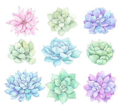 Watercolor Succulent Frame Images – Browse 9,245 Stock Photos, Vectors ...