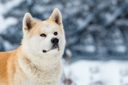 Hachi bilder – Bläddra bland 280 stockfoton, vektorer och videor ...