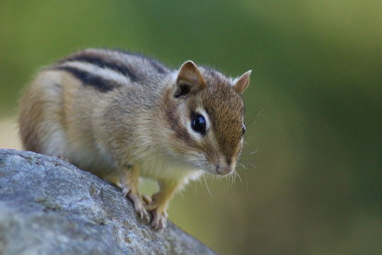 รูปภาพChipmunk – เลือกดูภาพถ่ายสต็อก เวกเตอร์ และวิดีโอ73,171 | Adobe Stock
