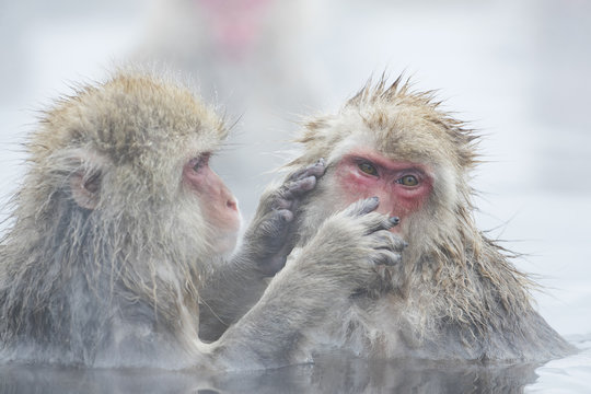 รูปภาพJapanmakak – เลือกดูภาพถ่ายสต็อก เวกเตอร์ และวิดีโอ664 | Adobe Stock