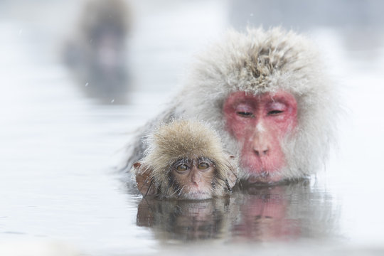รูปภาพJapanmakak – เลือกดูภาพถ่ายสต็อก เวกเตอร์ และวิดีโอ664 | Adobe Stock