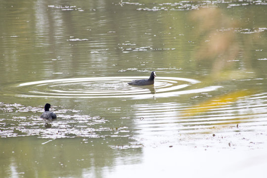 Imágenes de Oiseux: descubre bancos de fotos, ilustraciones, vectores y ...