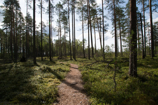 Koitere-Bilder: Stock-Fotos & -Videos. | Adobe Stock