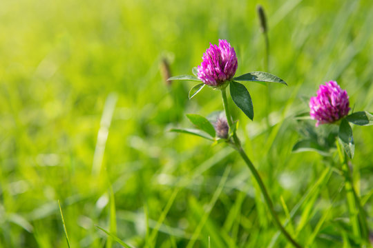 56 BEST Redclover IMAGES, STOCK PHOTOS & VECTORS | Adobe Stock