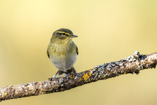 รูปภาพPhylloscopus – เลือกดูภาพถ่ายสต็อก เวกเตอร์ และวิดีโอ4,583 ...