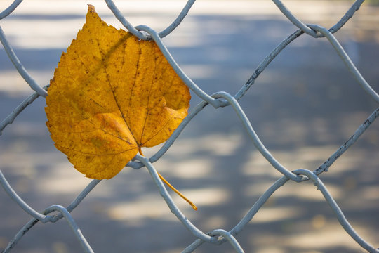 รูปภาพFolium – เลือกดูภาพถ่ายสต็อก เวกเตอร์ และวิดีโอ3,044 | Adobe Stock