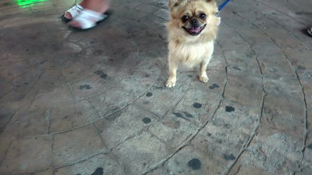 Imagens de Crawd – Explore Fotografias do Stock, Vetores e Vídeos de 22 ...