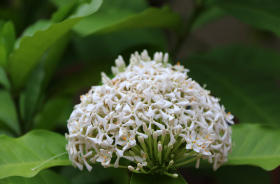 「Viruchi」の画像 - 167 件の Stock 写真、ベクターおよびビデオ | Adobe Stock