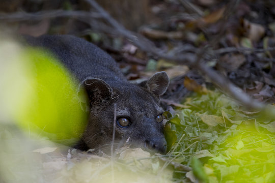 Eupleridae Bilder – Durchsuchen 164 Archivfotos, Vektorgrafiken und ...
