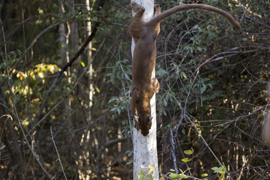 Eupleridae Bilder – Durchsuchen 164 Archivfotos, Vektorgrafiken und ...