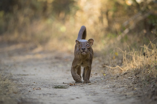 Eupleridae Bilder – Durchsuchen 164 Archivfotos, Vektorgrafiken und ...