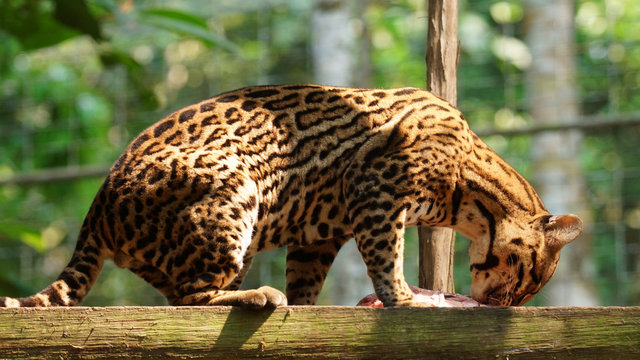 รูปภาพOcelote – เลือกดูภาพถ่ายสต็อก เวกเตอร์ และวิดีโอ113 | Adobe Stock
