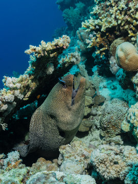 รูปภาพPutzerfisch – เลือกดูภาพถ่ายสต็อก เวกเตอร์ และวิดีโอ78 | Adobe Stock