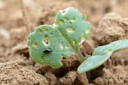 รูปภาพAltise – เลือกดูภาพถ่ายสต็อก เวกเตอร์ และวิดีโอ121 | Adobe Stock