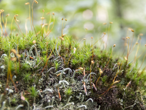 Moss Spores Microscope