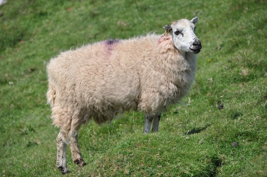 「Owca」の画像 - 2,447 件の Stock 写真、ベクターおよびビデオ | Adobe Stock