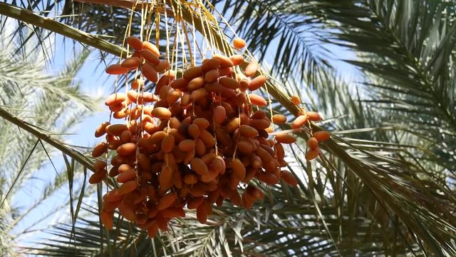 Dattero Bilder – Durchsuchen 384 Archivfotos, Vektorgrafiken und Videos ...