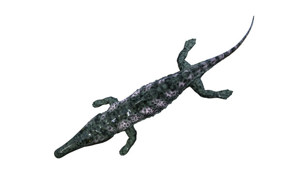 Labyrinthodontia Images – Browse 33 Stock Photos, Vectors, and Video ...