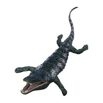 Labyrinthodontia Images – Browse 33 Stock Photos, Vectors, and Video ...