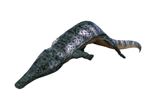 Labyrinthodontia Bilder – Durchsuchen 36 Archivfotos, Vektorgrafiken ...