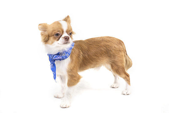 「Chivava」の写真素材 | 94件の無料イラスト画像 | Adobe Stock