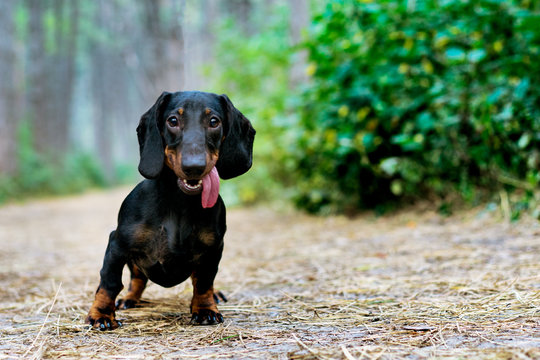Weiner bilder – Bläddra bland 2,751 stockfoton, vektorer och videor ...