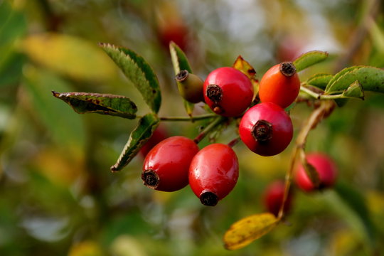 Imagens de Hiffen – Explore Fotografias do Stock, Vetores e Vídeos de ...