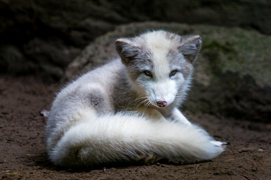 Schneefuchs Images – Browse 15 Stock Photos, Vectors, and Video | Adobe ...