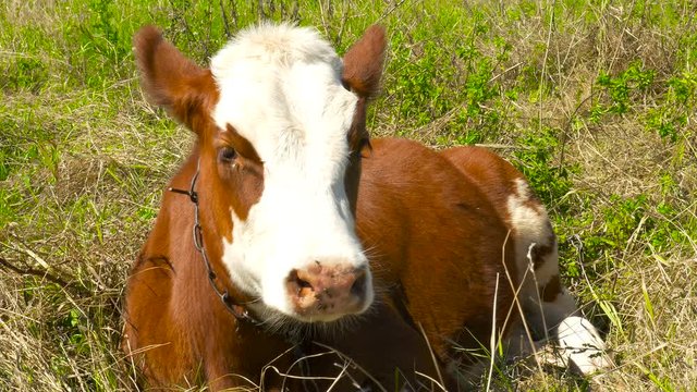 Beautiful Calf