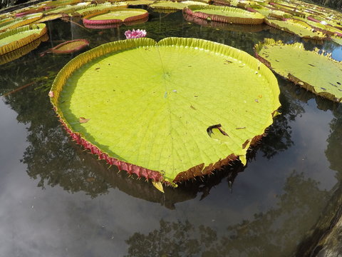 Lillypad Bilder – Durchsuchen 27,155 Archivfotos, Vektorgrafiken und ...