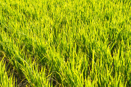 Reispflanze Images – Parcourir 493 le catalogue de photos, vecteurs et ...