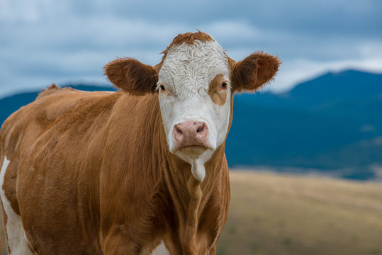 Simental Bilder – Durchsuchen 130 Archivfotos, Vektorgrafiken und ...