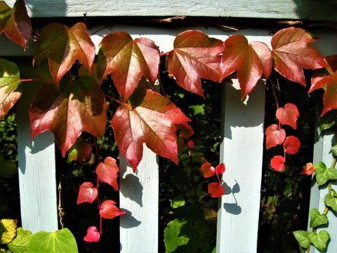 Efeuranken bilder – Bläddra bland 293 stockfoton, vektorer och videor ...