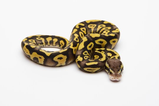 「Pythoninae」の画像 - 88 件の Stock 写真、ベクターおよびビデオ | Adobe Stock