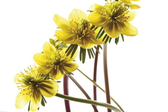 รูปภาพ"Eranthis – เลือกดูภาพถ่ายสต็อก เวกเตอร์ และวิดีโอ2,561 | Adobe Stock