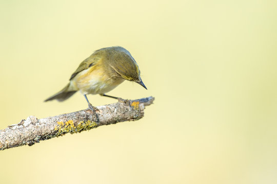 รูปภาพPhylloscopus – เลือกดูภาพถ่ายสต็อก เวกเตอร์ และวิดีโอ4,583 ...