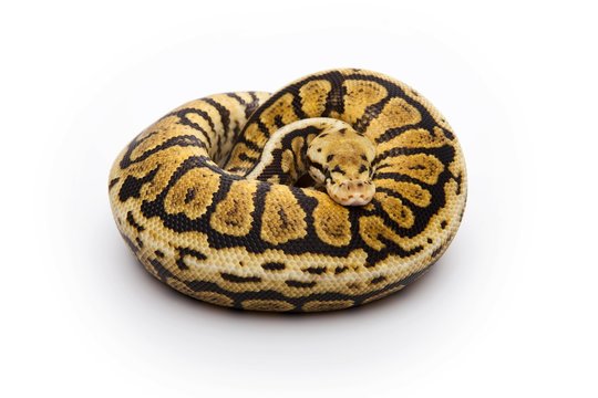 「Pythoninae」の画像 - 88 件の Stock 写真、ベクターおよびビデオ | Adobe Stock