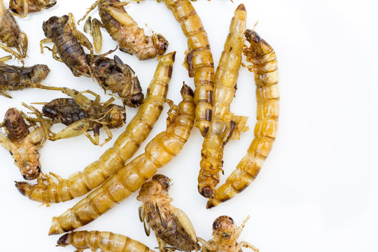รูปภาพGrillos – เลือกดูภาพถ่ายสต็อก เวกเตอร์ และวิดีโอ151 | Adobe Stock