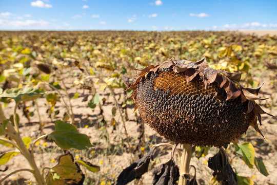 "Deep Focus Shot" Images – Browse 6 Stock Photos, Vectors, and Video ...