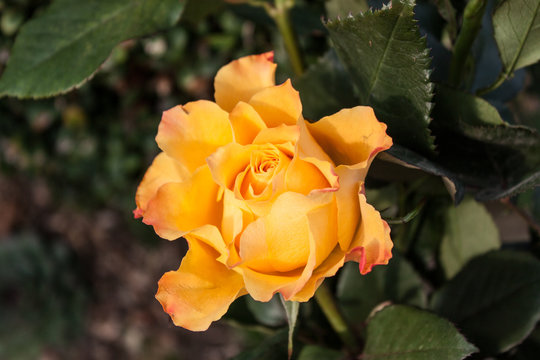 Filligran bilder – Bläddra bland 173 stockfoton, vektorer och videor ...