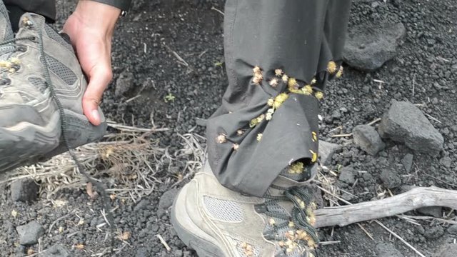 Sticky Gum Shoe Images – Browse 175 Stock Photos, Vectors, and Video ...