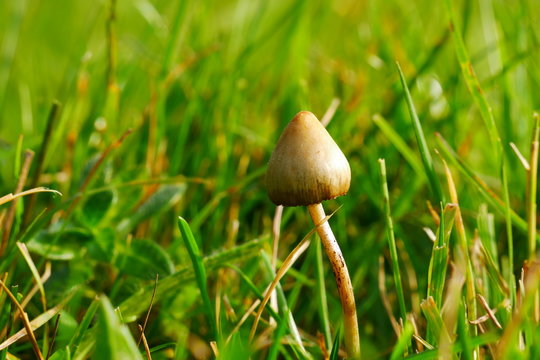 "Liberty Cap" Images – Browse 5,445 Stock Photos, Vectors, and Video ...