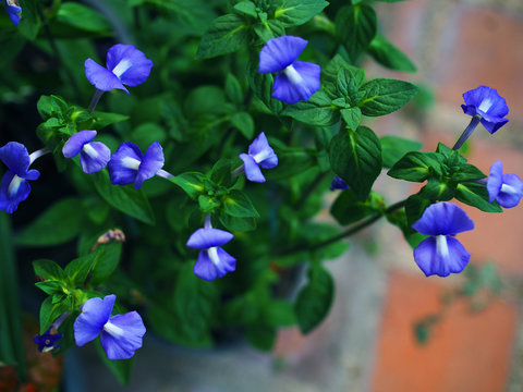 Papilionaceous bilder – Bläddra bland 75 stockfoton, vektorer och ...